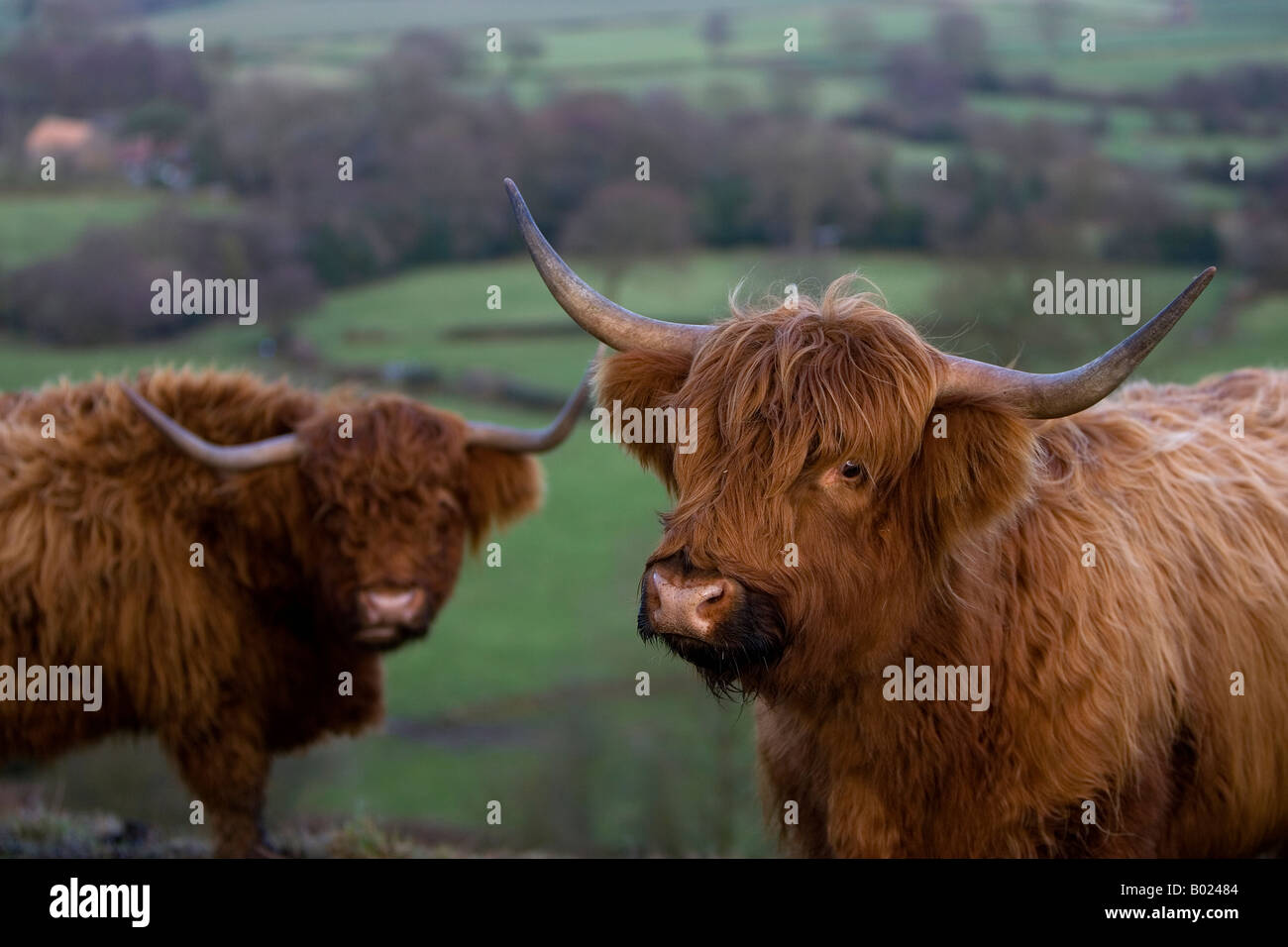 ABERDEEN ANGUS COW Stock Photo - Alamy
