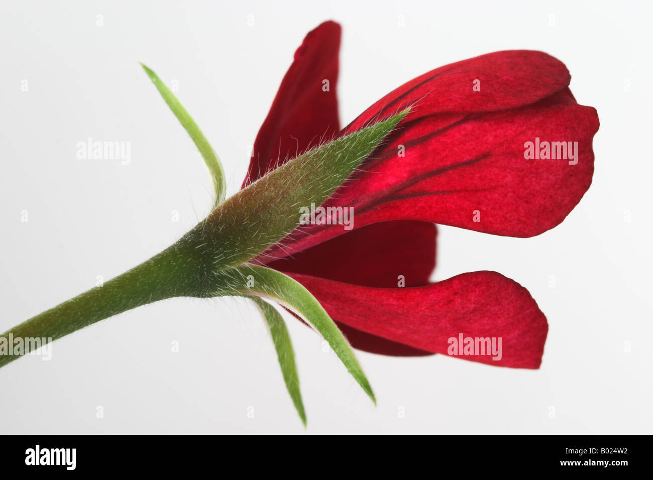 Trailing stem hi-res stock photography and images - Alamy