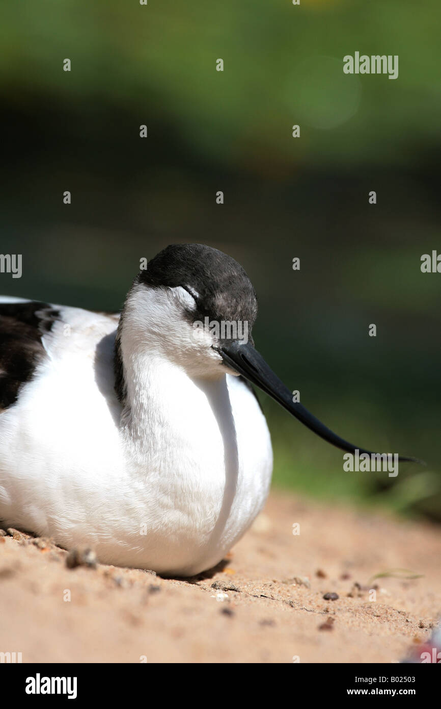 Avocet Recurvirostra avosetta Stock Photo - Alamy