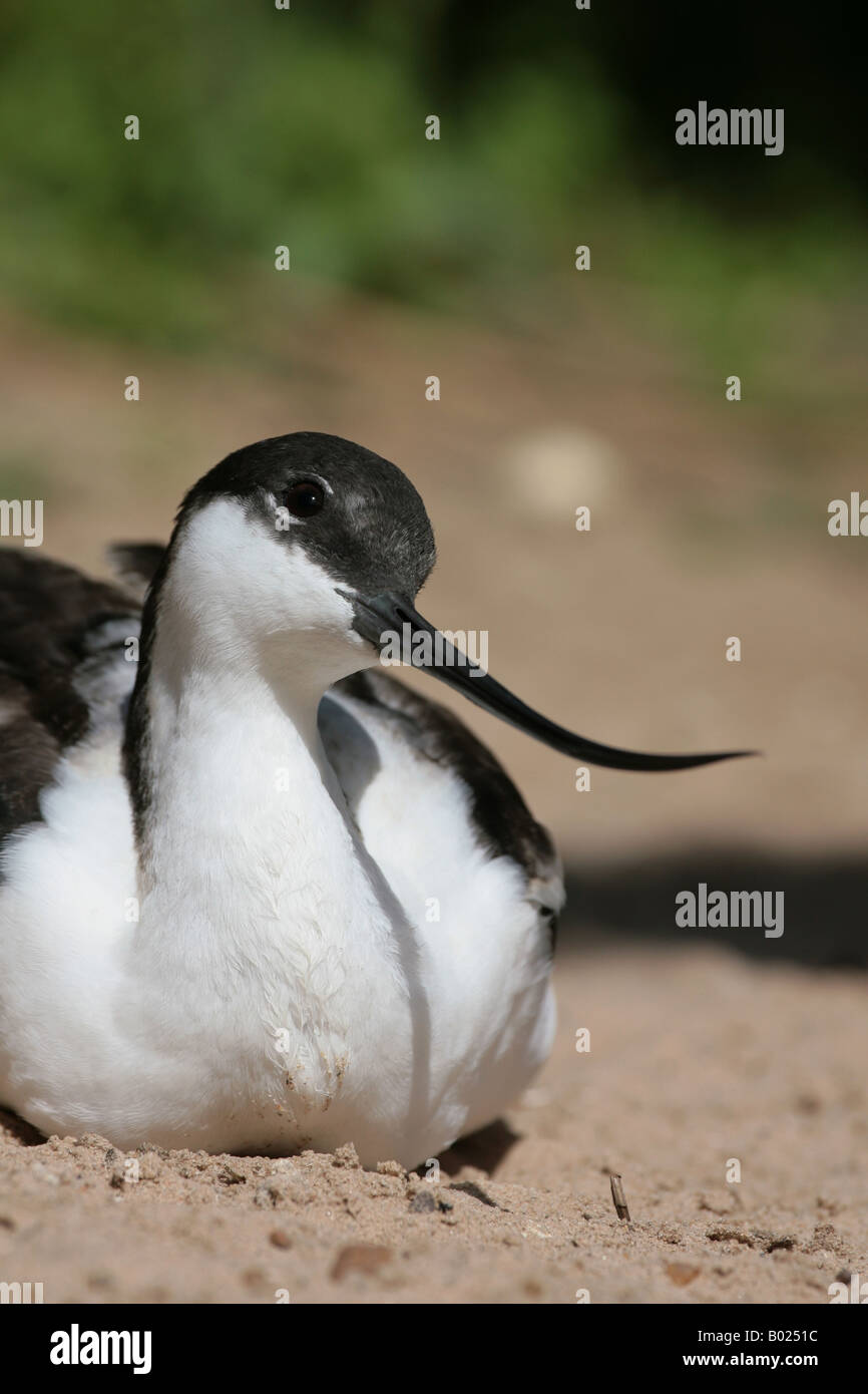 Avocet Recurvirostra avosetta Stock Photo - Alamy