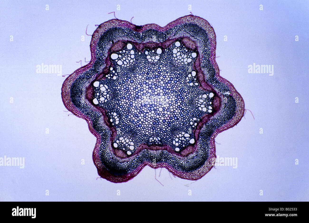 Sclerenchyma Stem of clematis Cross section 7x Stock Photo - Alamy