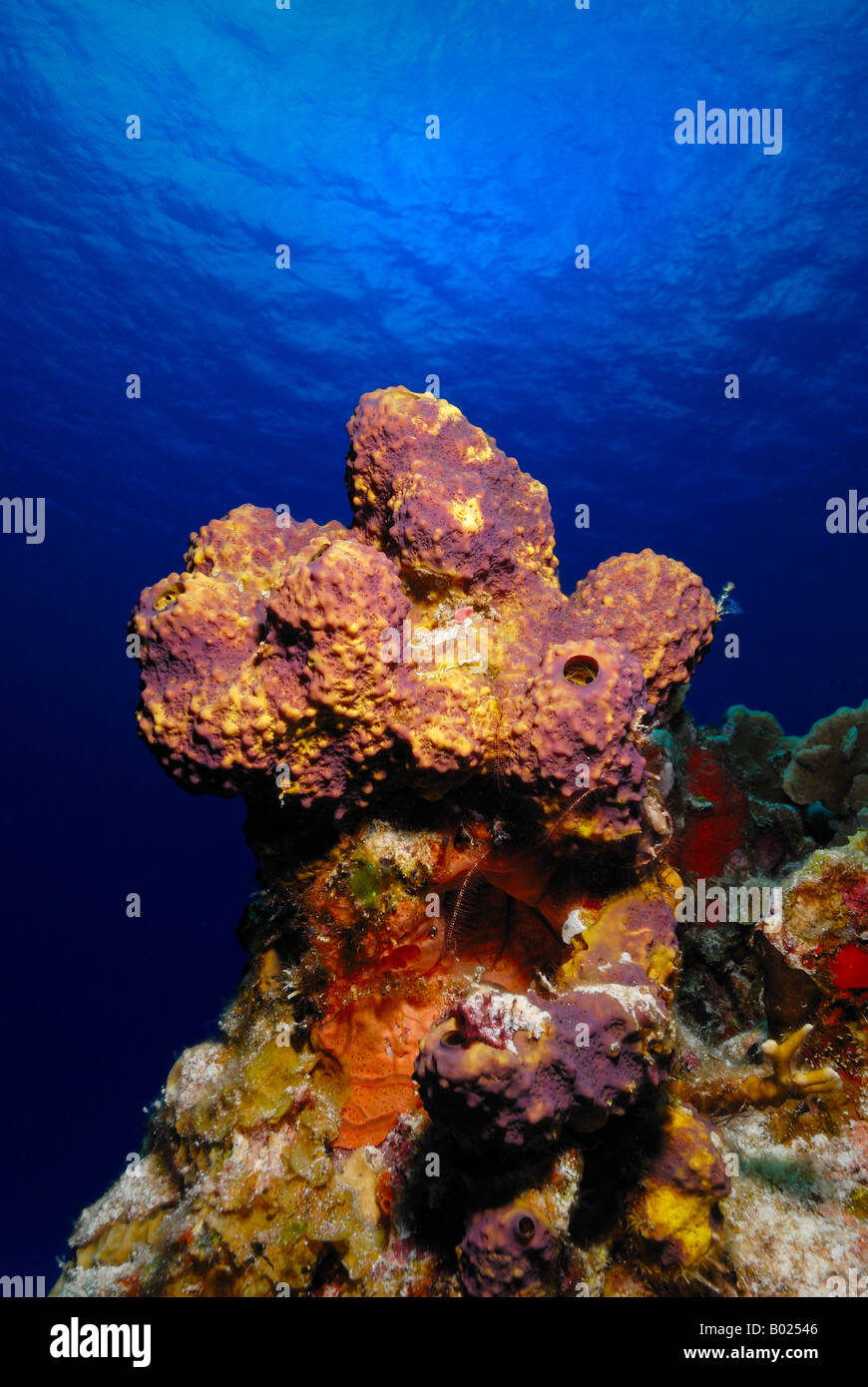 Crystal clear depths hi-res stock photography and images - Alamy