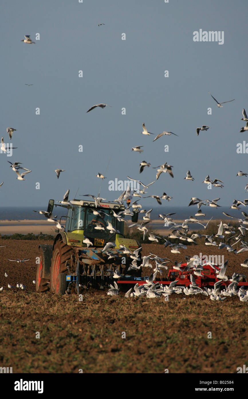 Gulls behind a ploughing tractor Stock Photo - Alamy