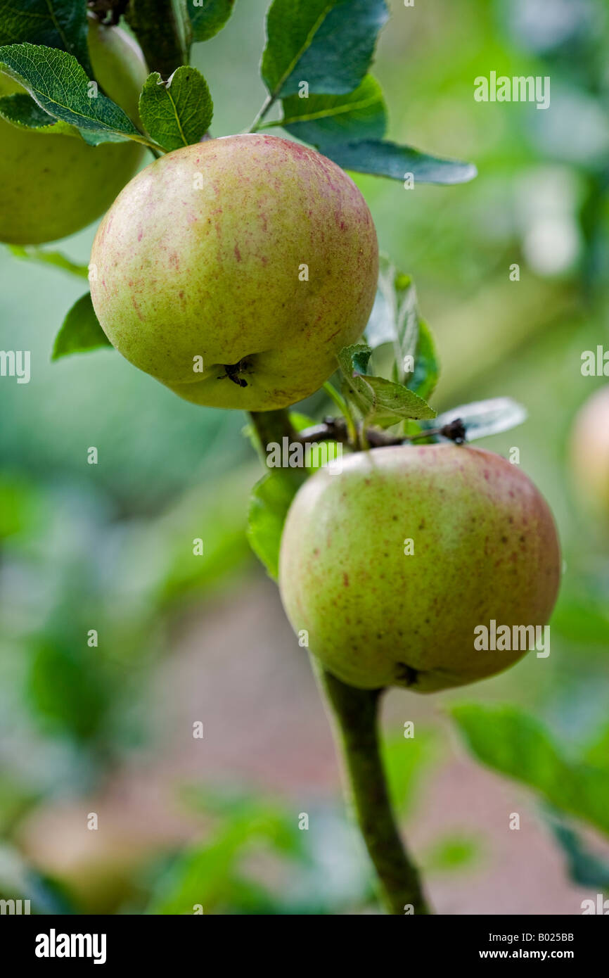Apple jupiter tree hi-res stock photography and images - Alamy