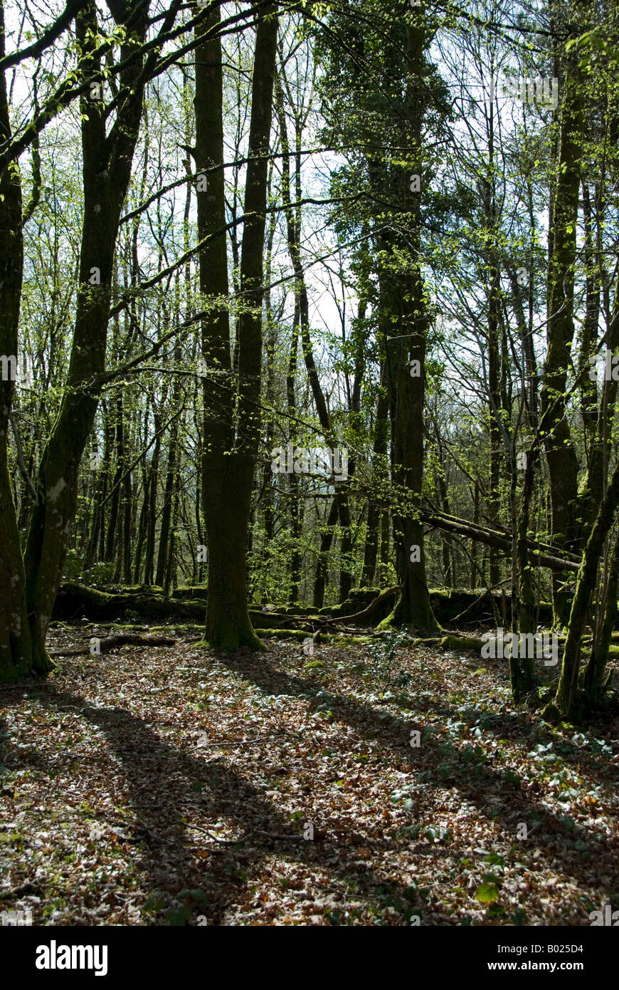 Stock photo of trees in springtime in a wood The photo was taken in the ...