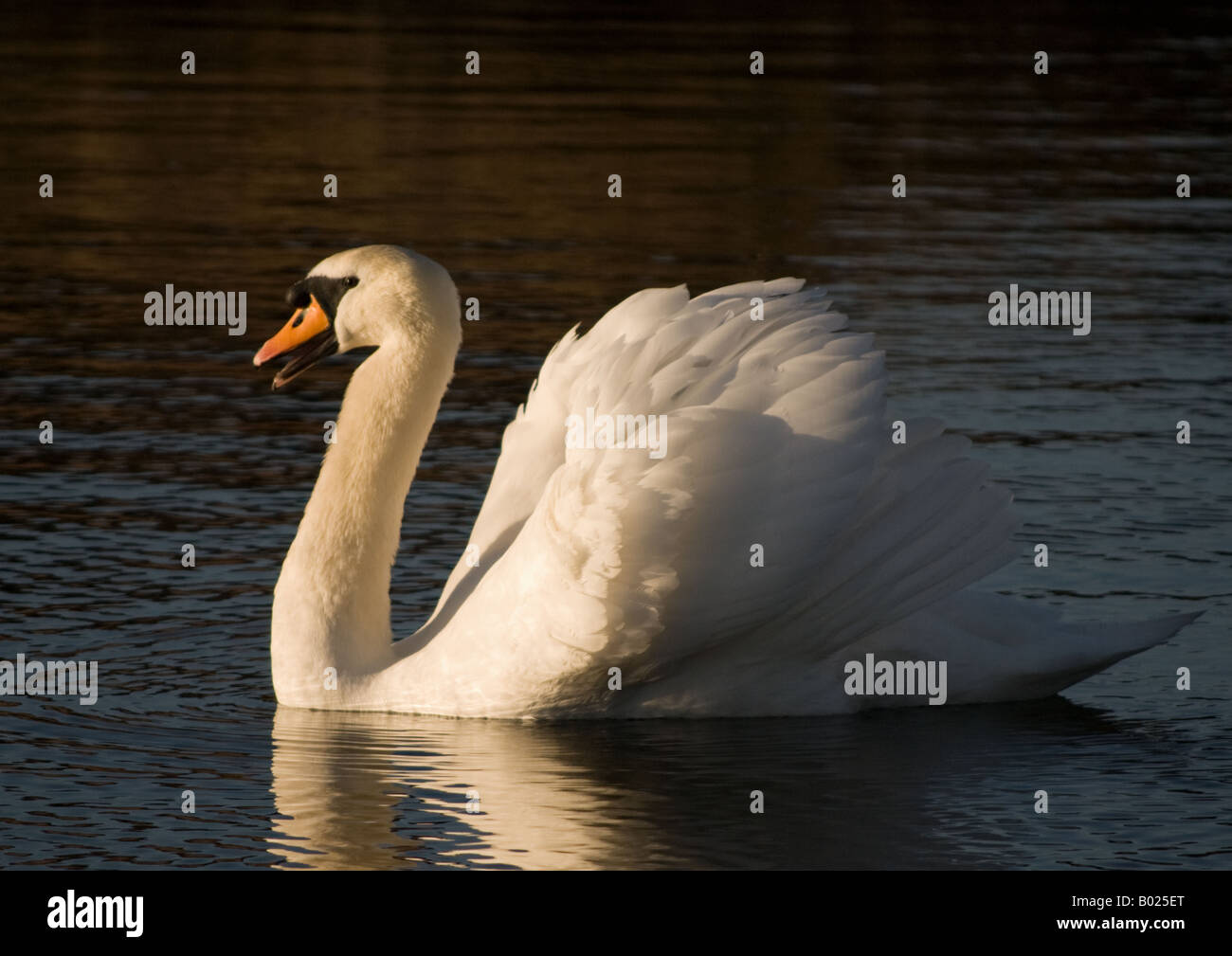 MUTE SWAN IN SUNLIGHT Stock Photo - Alamy