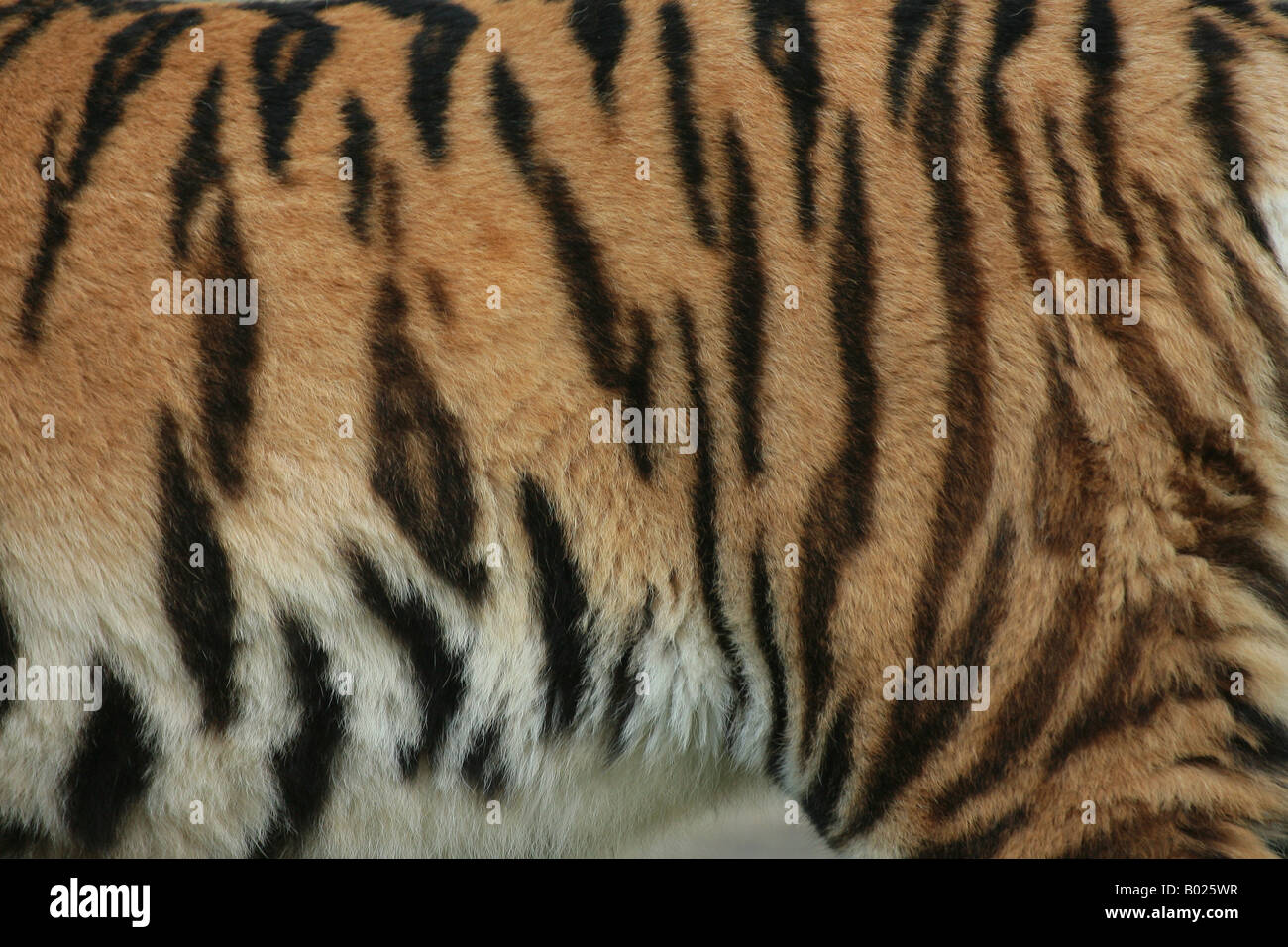 Tiger strips hi-res stock photography and images - Alamy