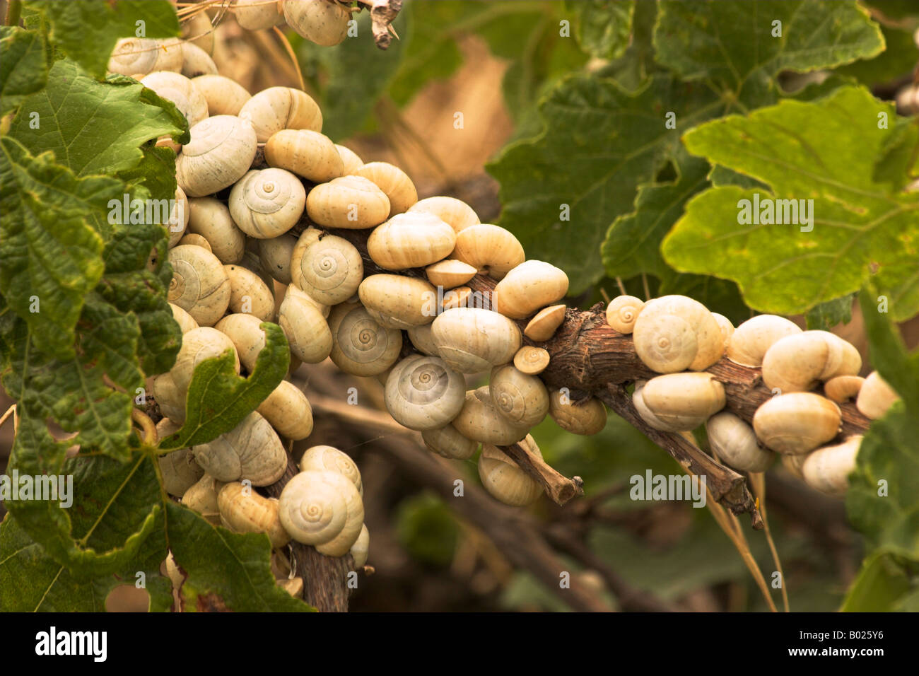 Hibernating Snails In Greece Stock Photo - Alamy