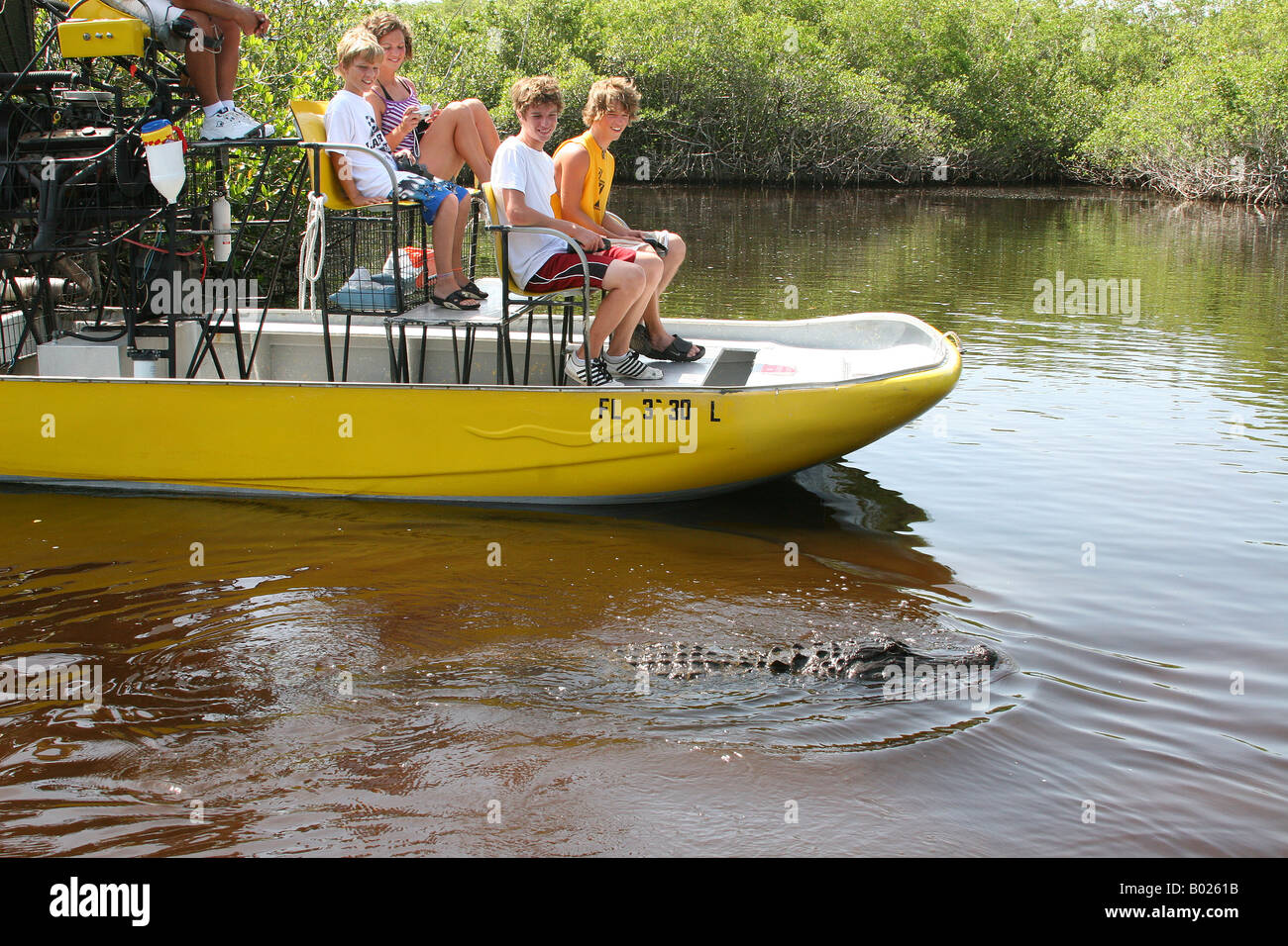 Alligator watching Florida Everglades Stock Photo - Alamy
