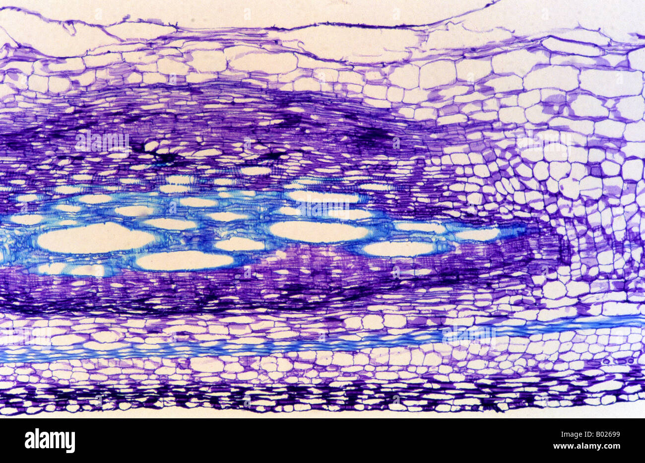 Phloem Sieve Tube High Resolution Stock Photography and Images - Alamy