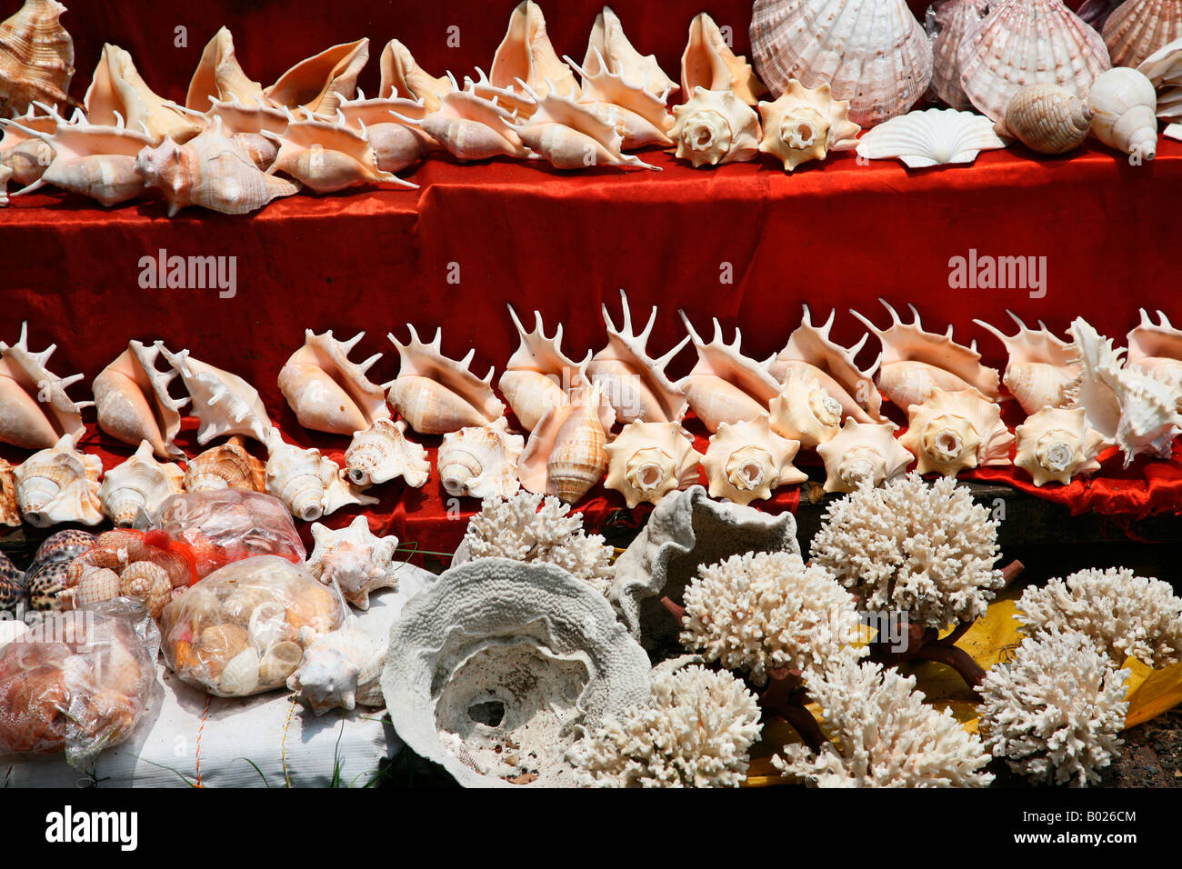 Conks and sea shells on sale in fort kochi,kerala,india Stock Photo - Alamy