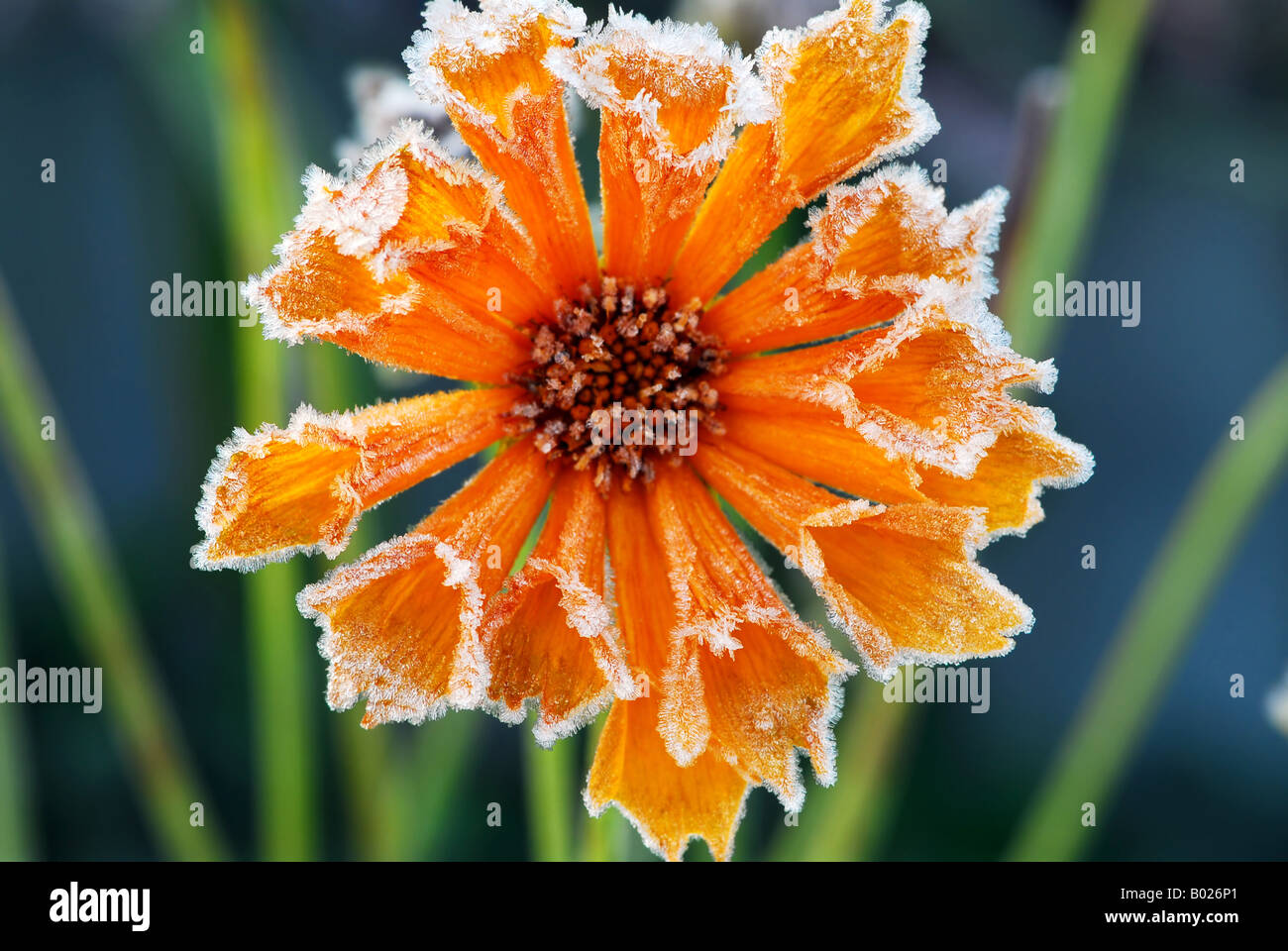 Morning frost on a flower in late fall Focus on petals with ice ...