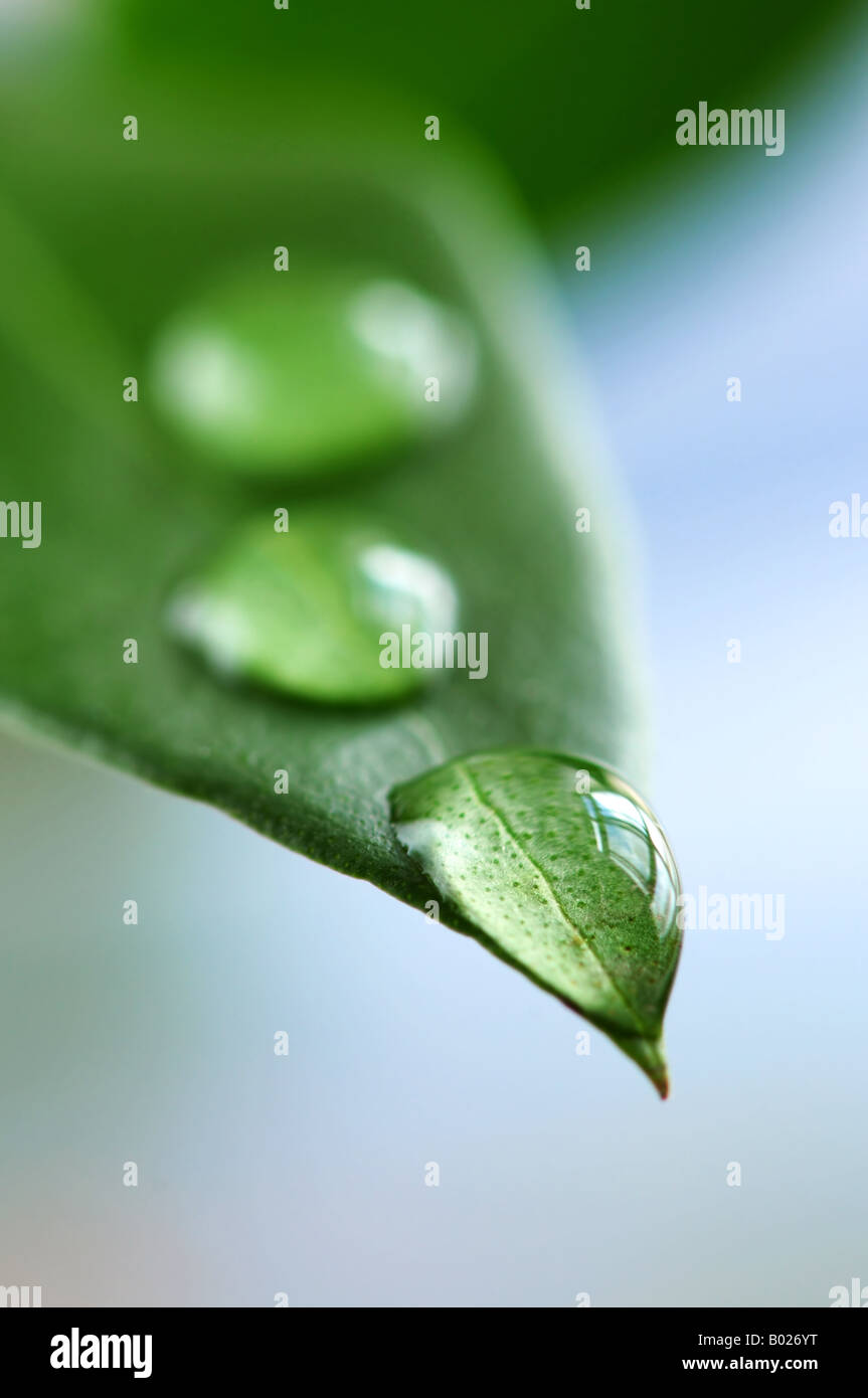Fresh green leaf water drops hi-res stock photography and images - Alamy