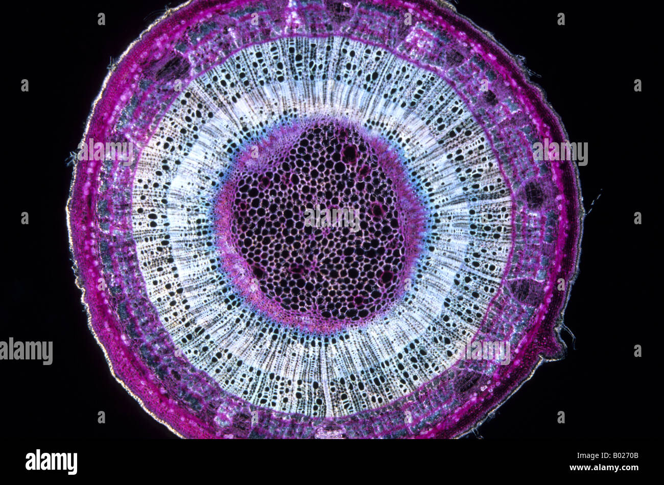 Xylem vessel hi-res stock photography and images - Alamy