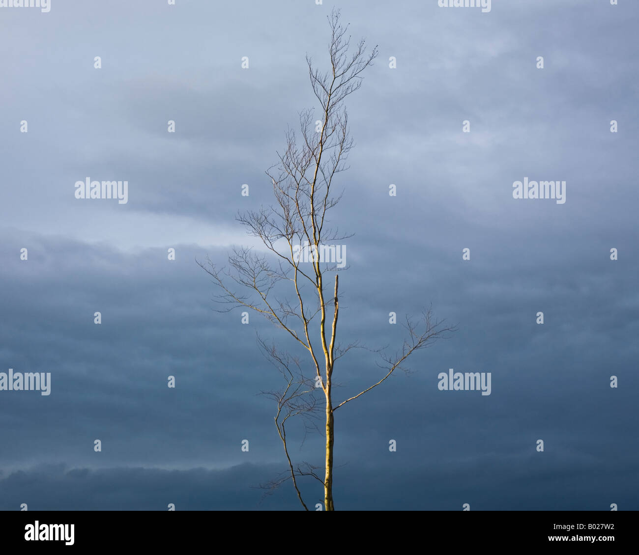 Stormy windy weather tree hi-res stock photography and images - Alamy