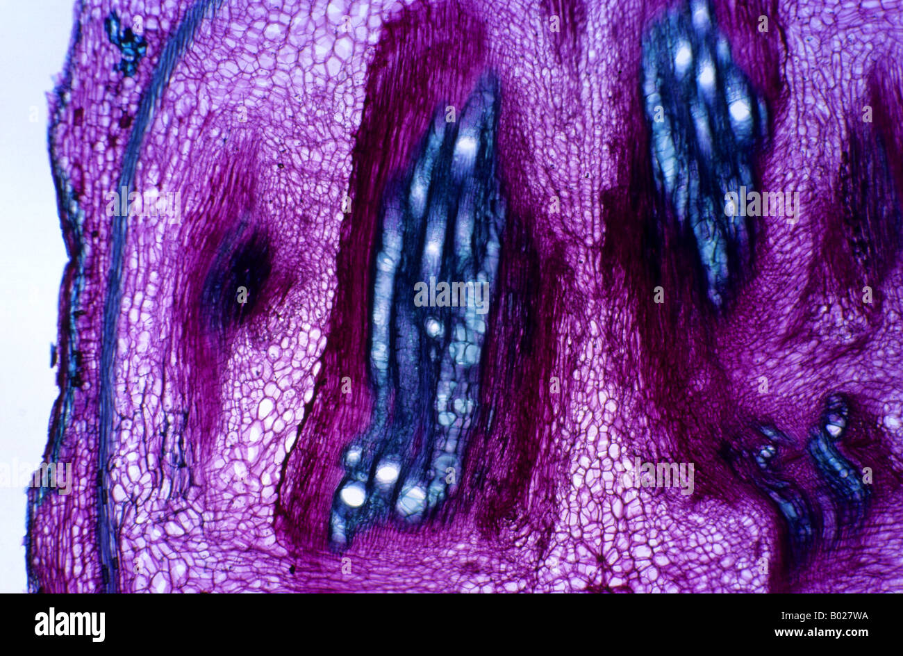 Xylem vessel hi-res stock photography and images - Alamy