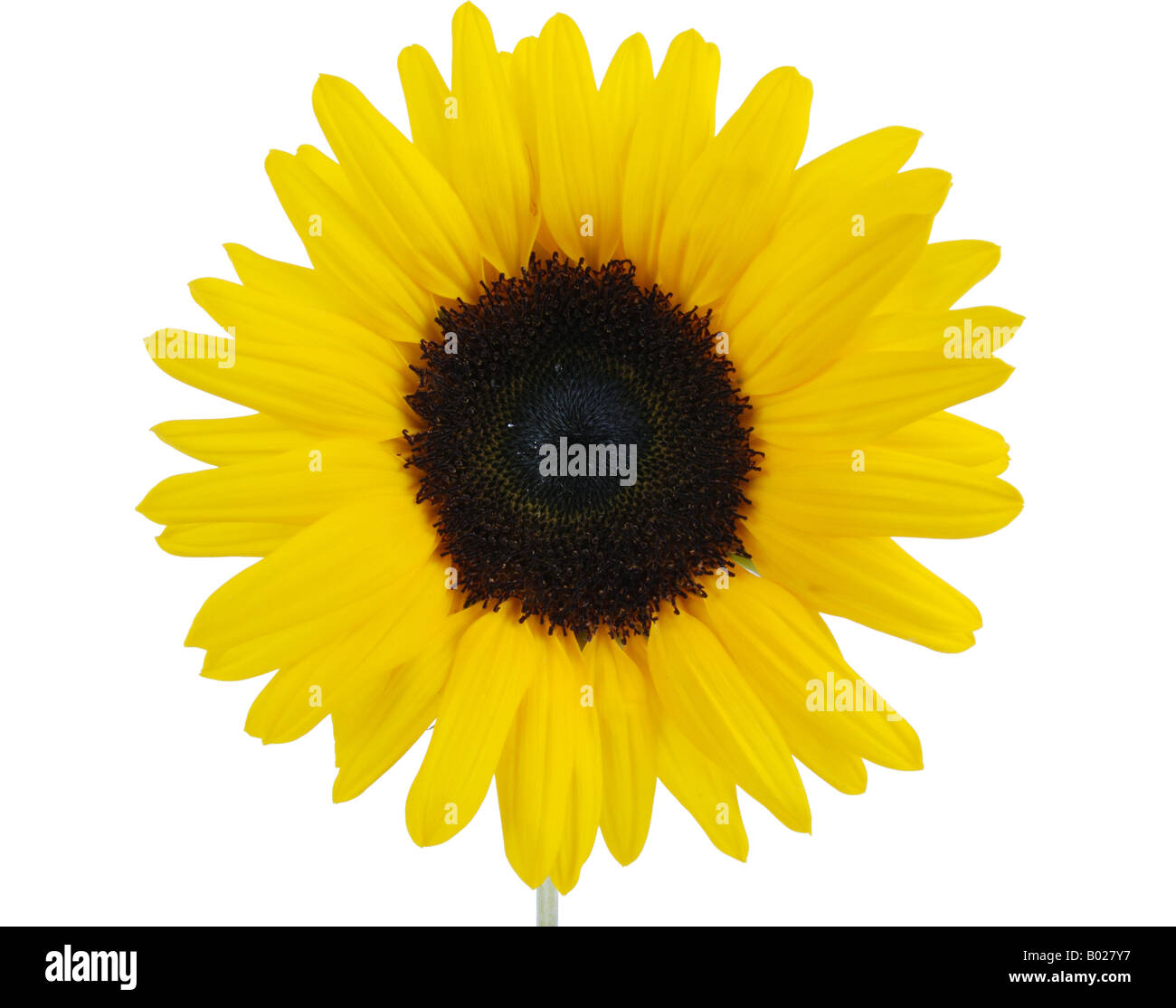 sunflower white background Stock Photo - Alamy