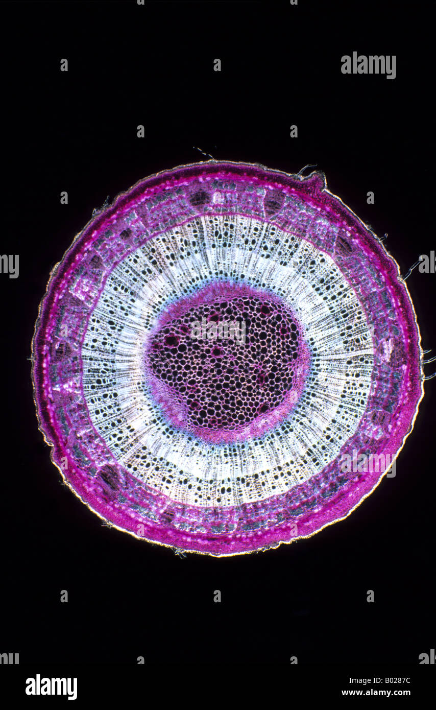 Xylem vessel hi-res stock photography and images - Alamy