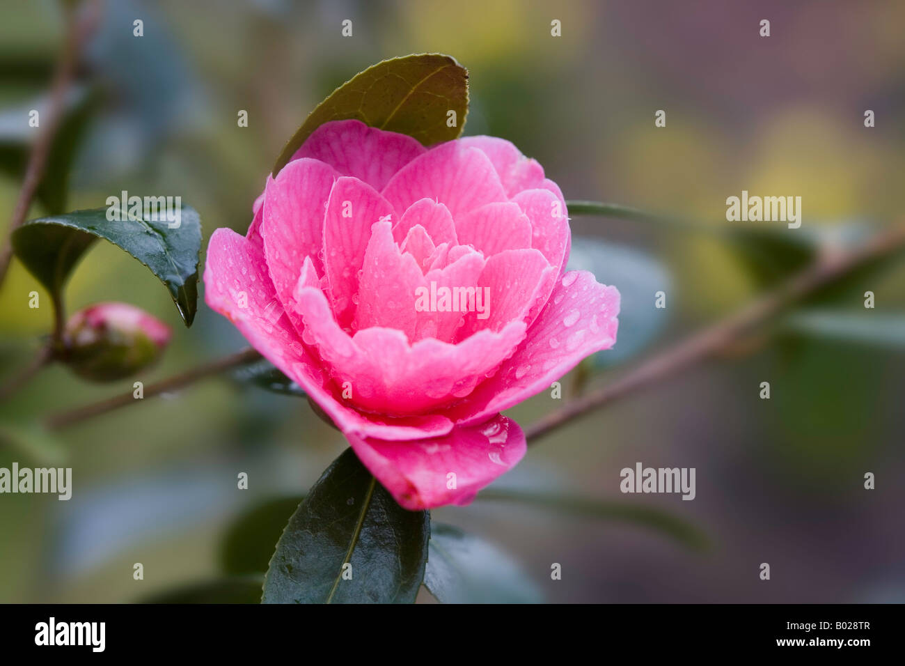 Evergreen camellia shrub hi-res stock photography and images - Alamy
