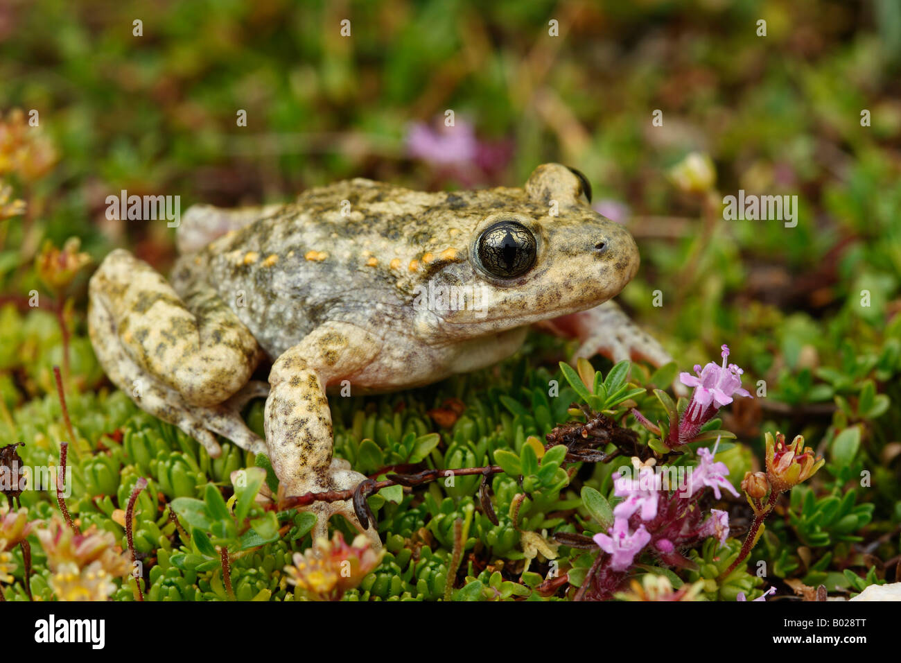 Common Midwife Toad (Alytes obstetricans) on plants Stock Photo - Alamy