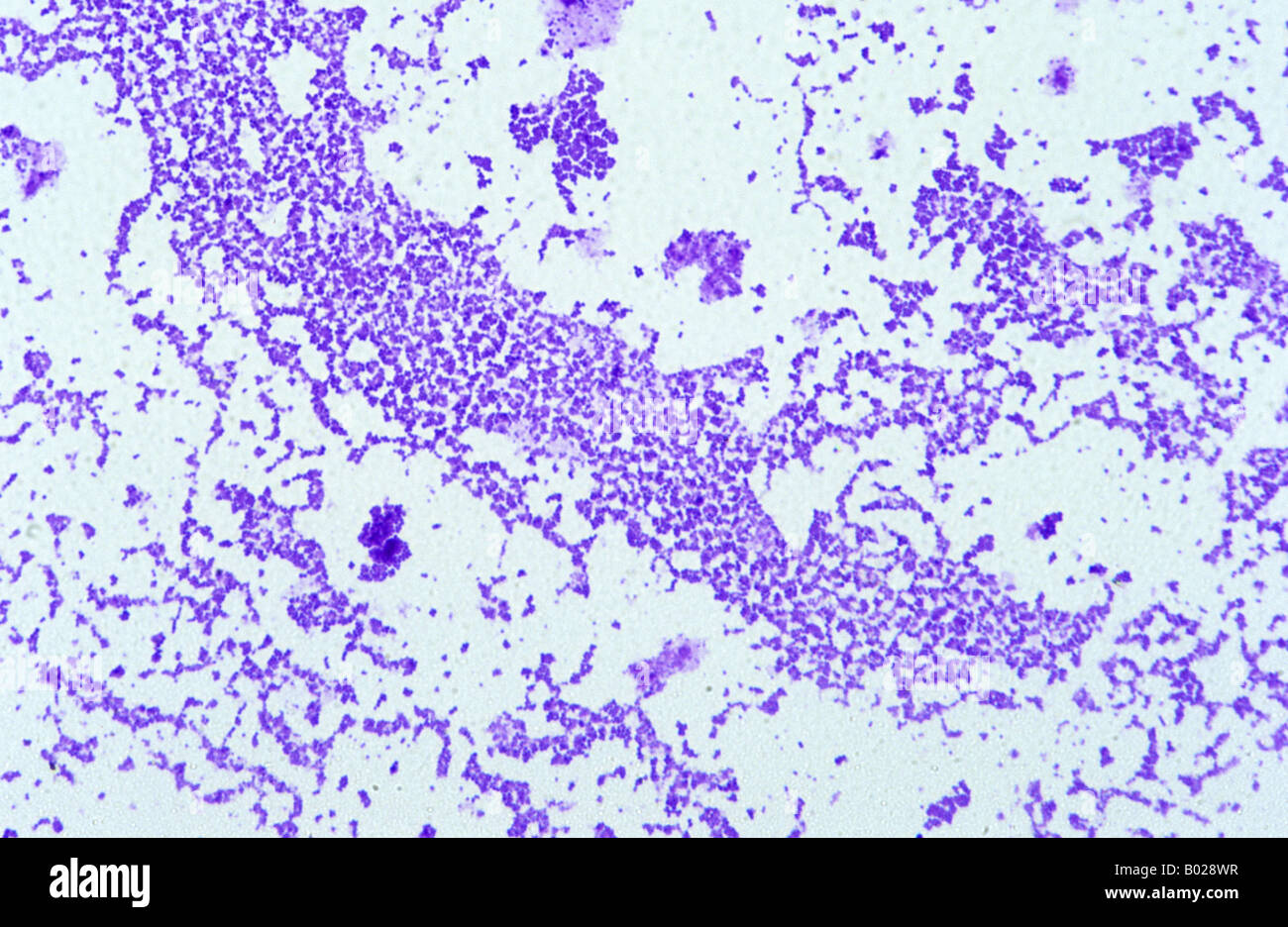 Staphylococcus Aureus High Resolution Stock Photography and Images - Alamy