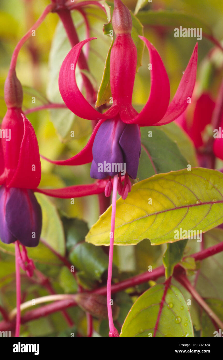 Fuchsia genii bush hi-res stock photography and images - Alamy