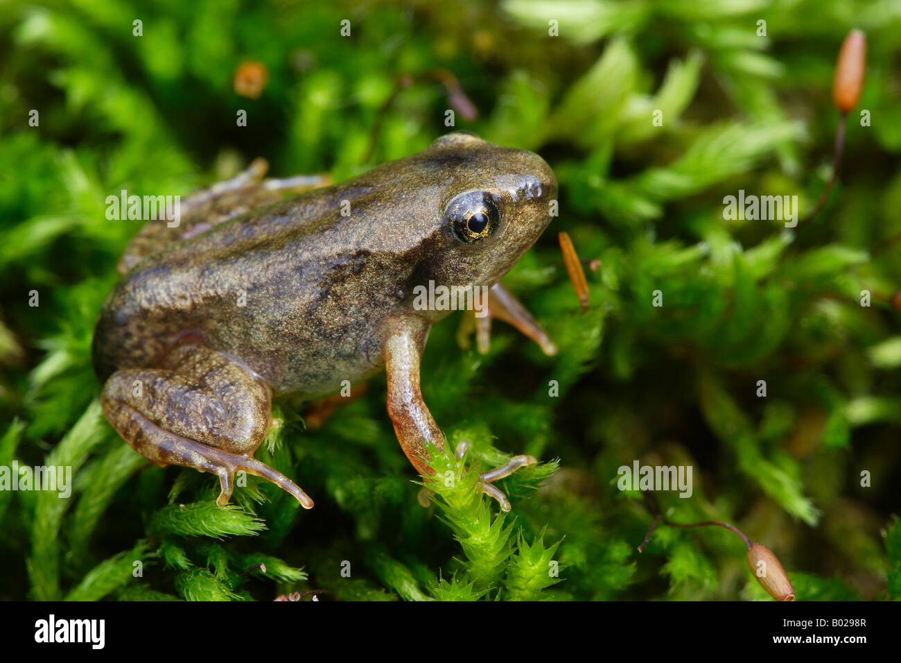 Young frog hi-res stock photography and images - Alamy