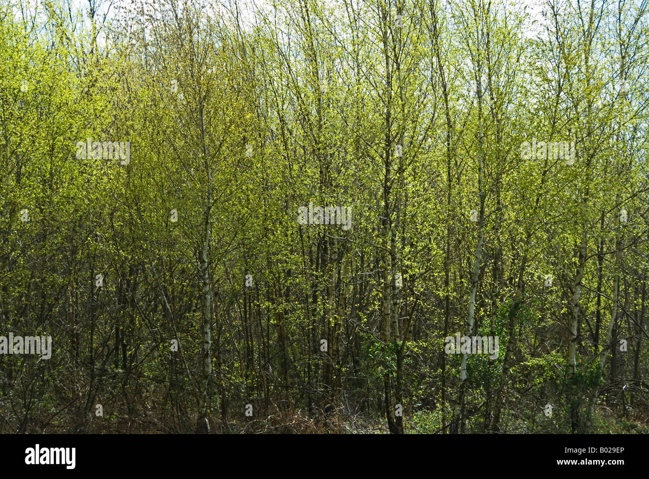 Stock photo of trees in springtime in a wood The photo was taken in the ...