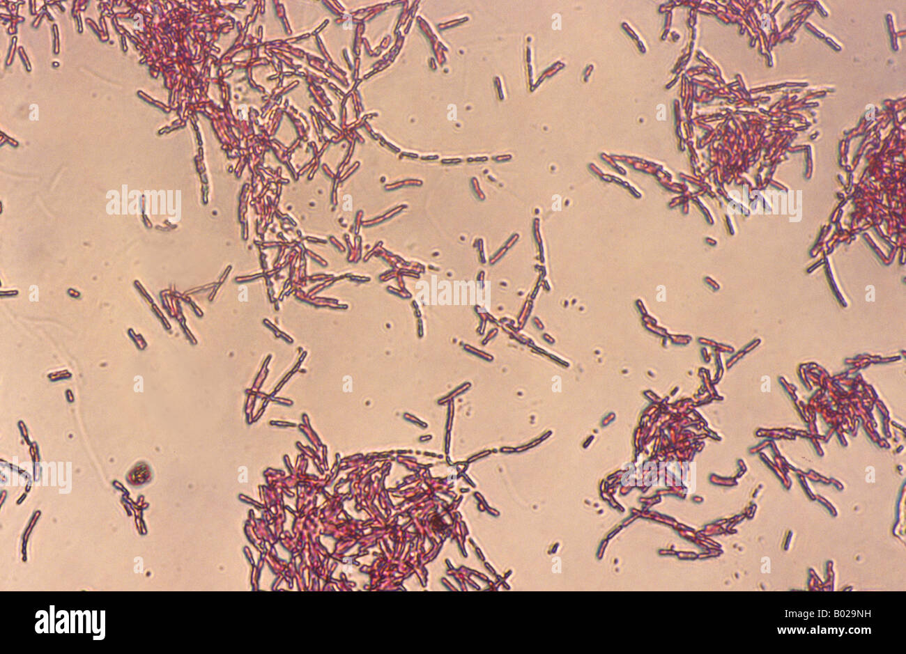 Escherichia coli micrograph hi-res stock photography and images - Alamy