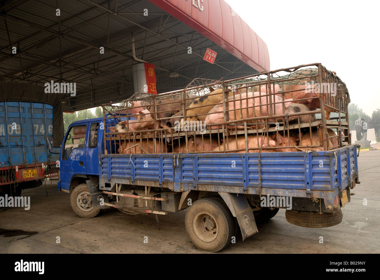 Overcrowded pigs transported standing on top of each other Service ...