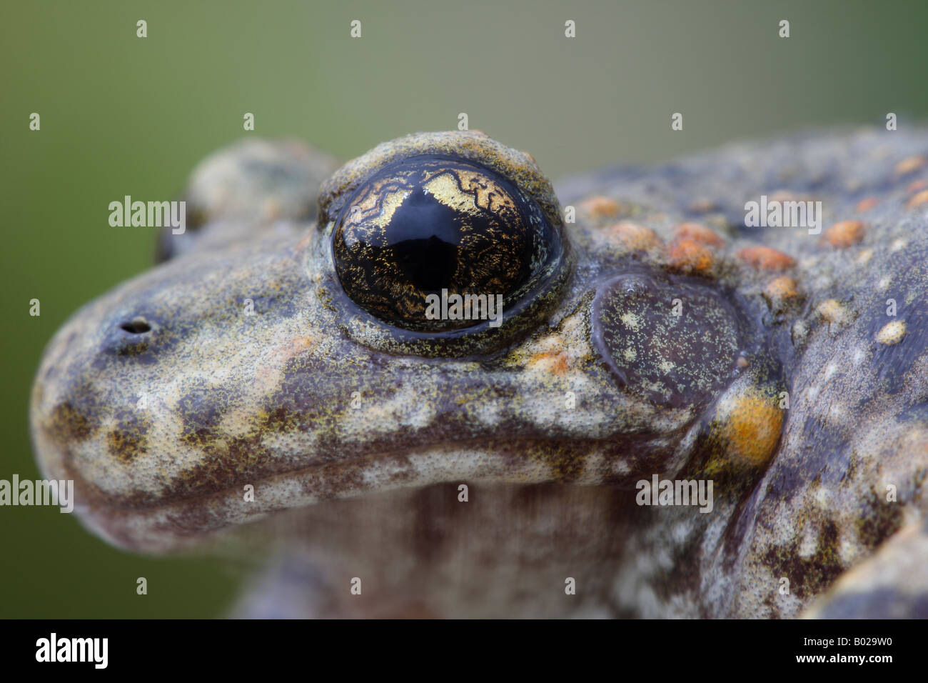 Common Midwife Toad (Alytes obstetricans), portrait Stock Photo - Alamy