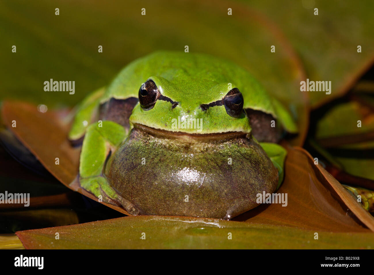 European tree frog hi-res stock photography and images - Alamy