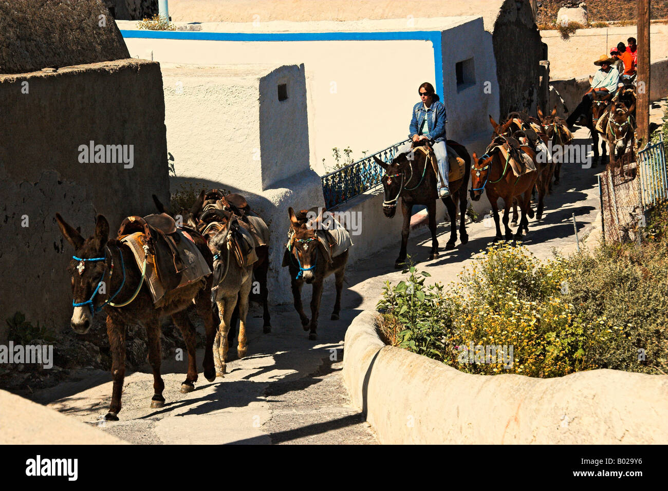 Donkeys at work santorini hi-res stock photography and images - Alamy