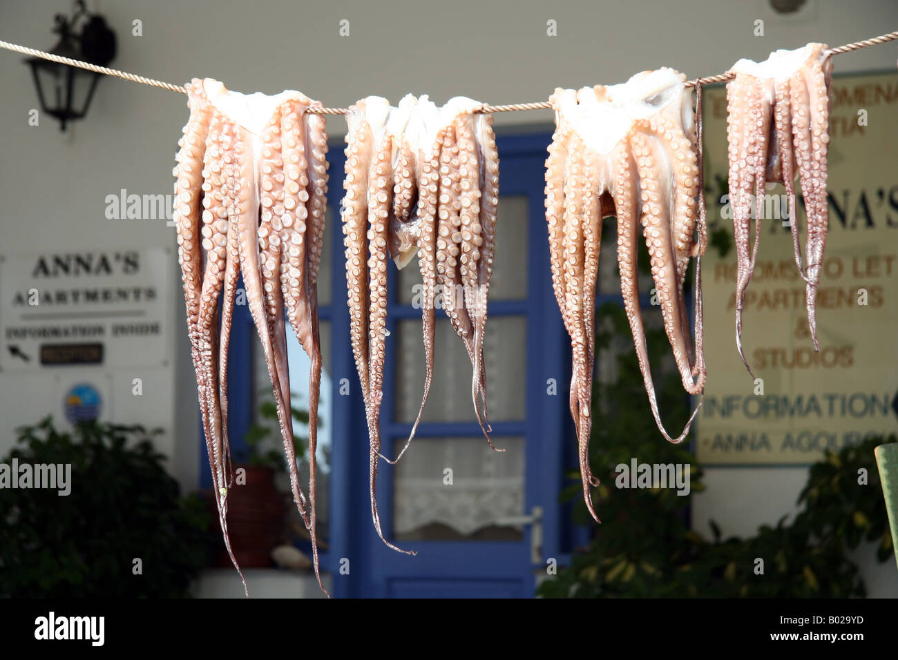 Drying Octopus,Naxos Greece Stock Photo - Alamy