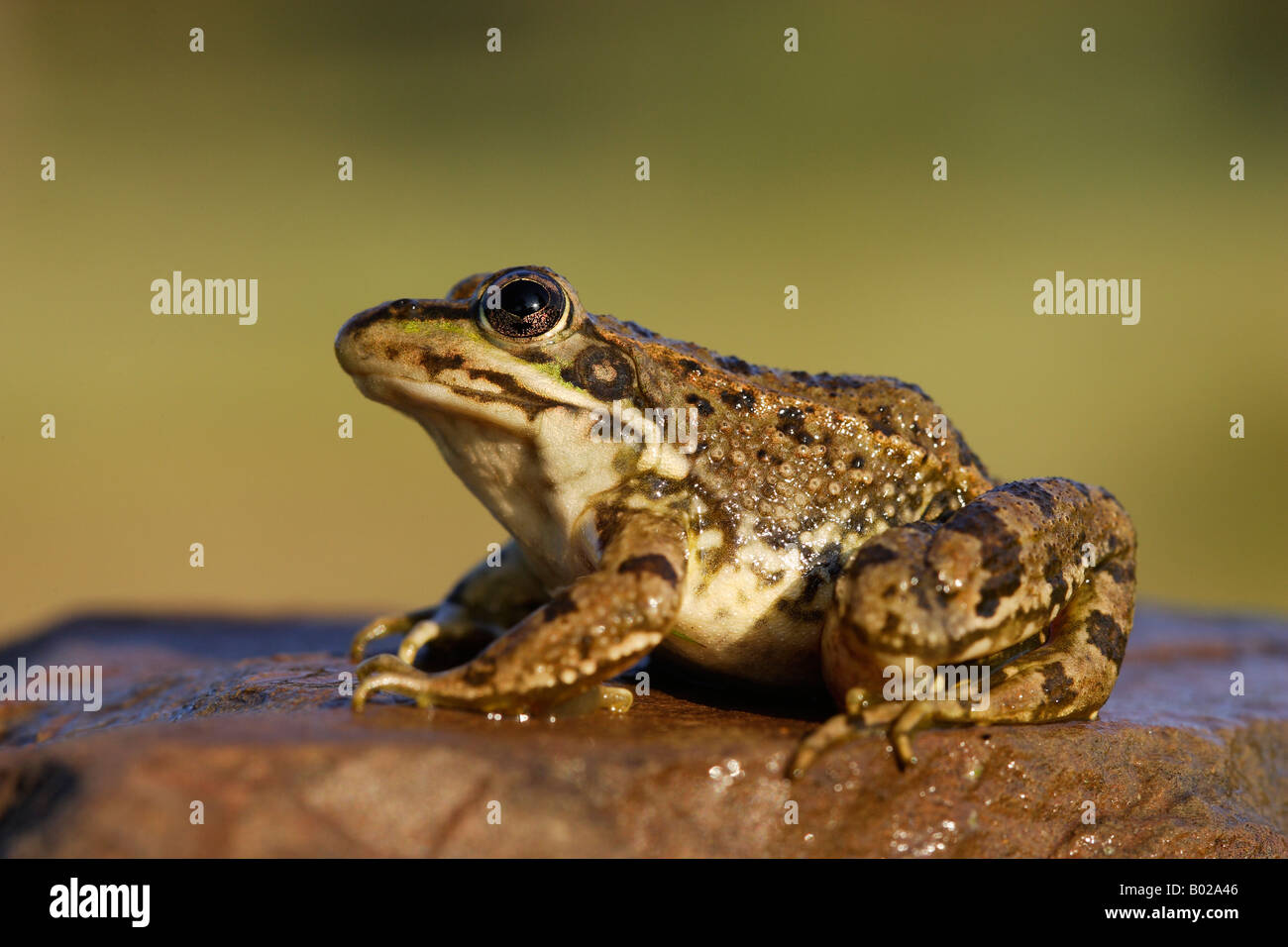 Side view of frog hi-res stock photography and images - Alamy