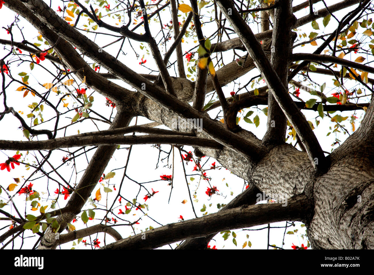 Cotton tree hi-res stock photography and images - Alamy