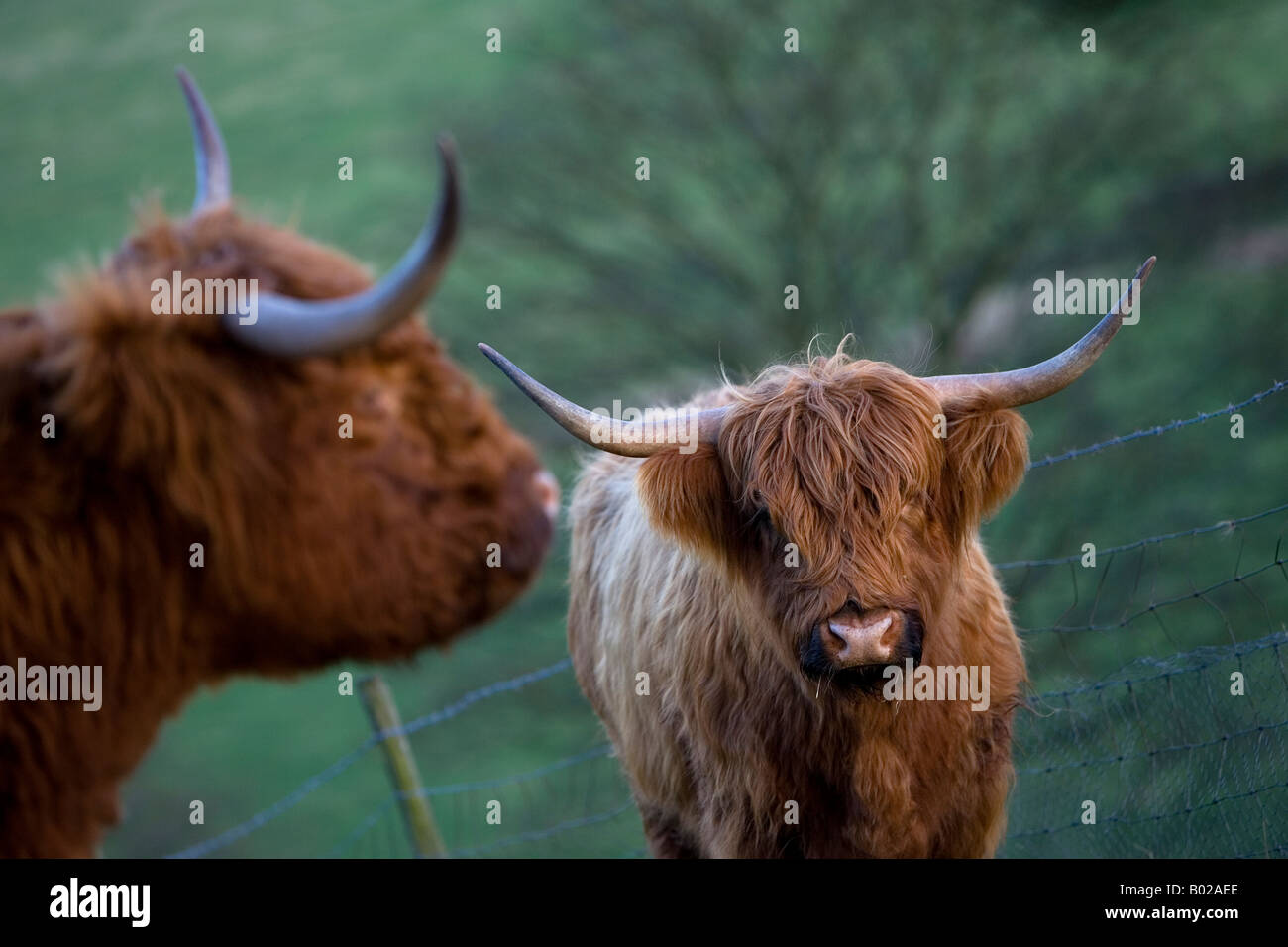 ABERDEEN ANGUS COW Stock Photo - Alamy