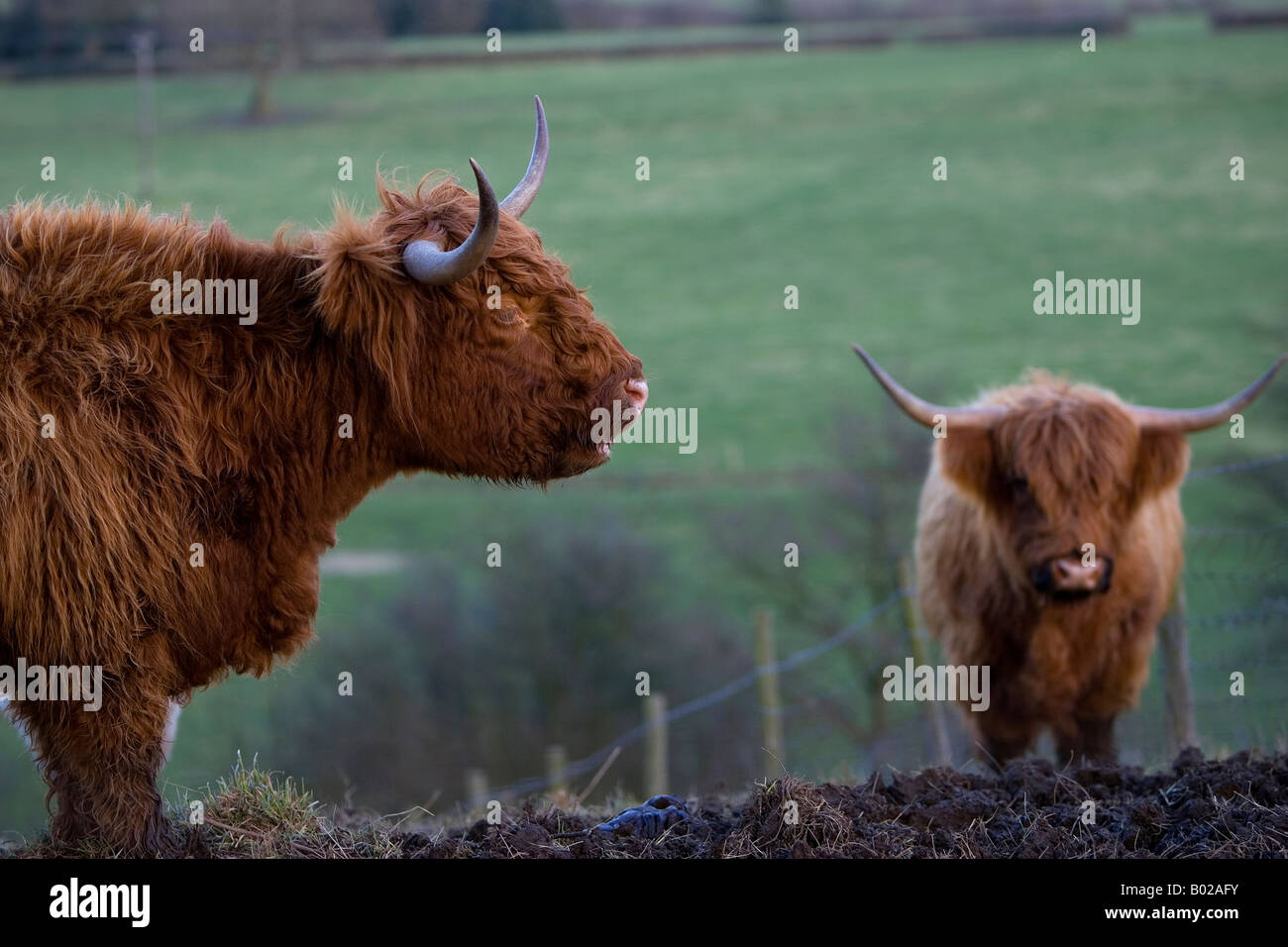 ABERDEEN ANGUS COW Stock Photo - Alamy