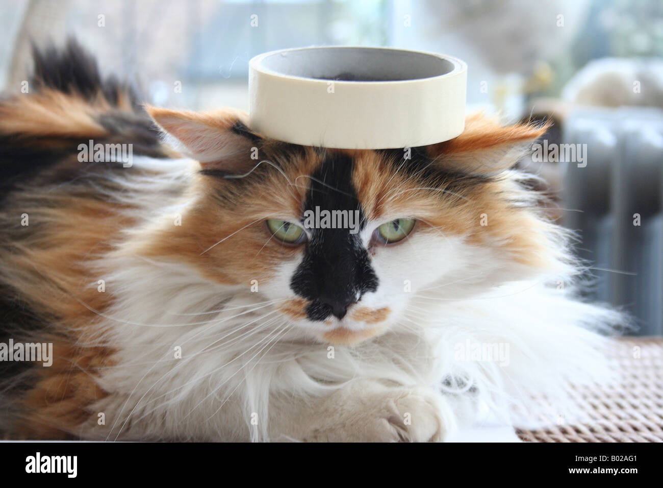 CUTE CAT WITH ROLL OF TAPE ON ITS HEAD Stock Photo - Alamy