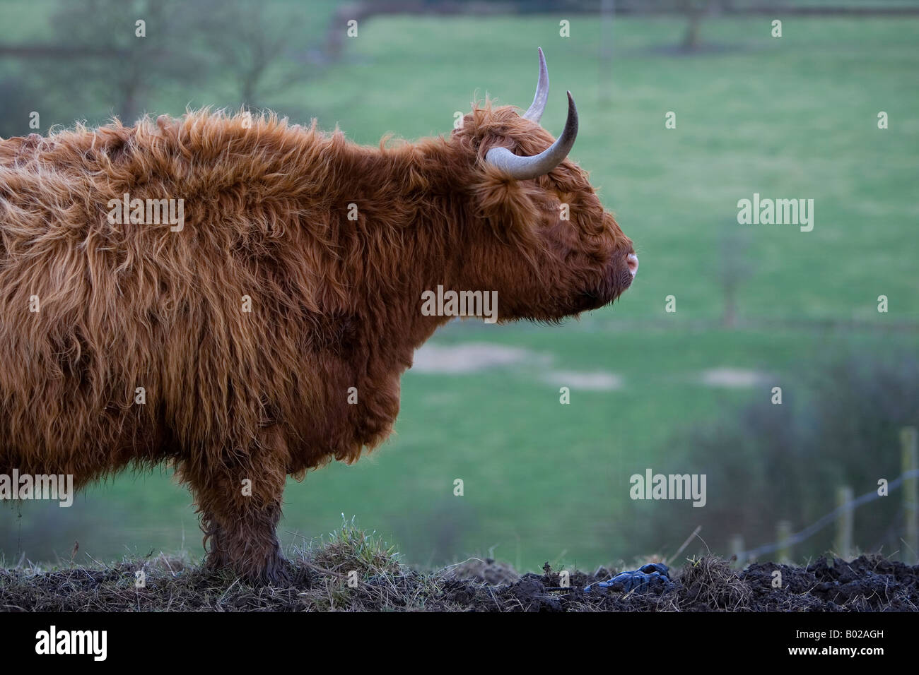 ABERDEEN ANGUS COW Stock Photo - Alamy