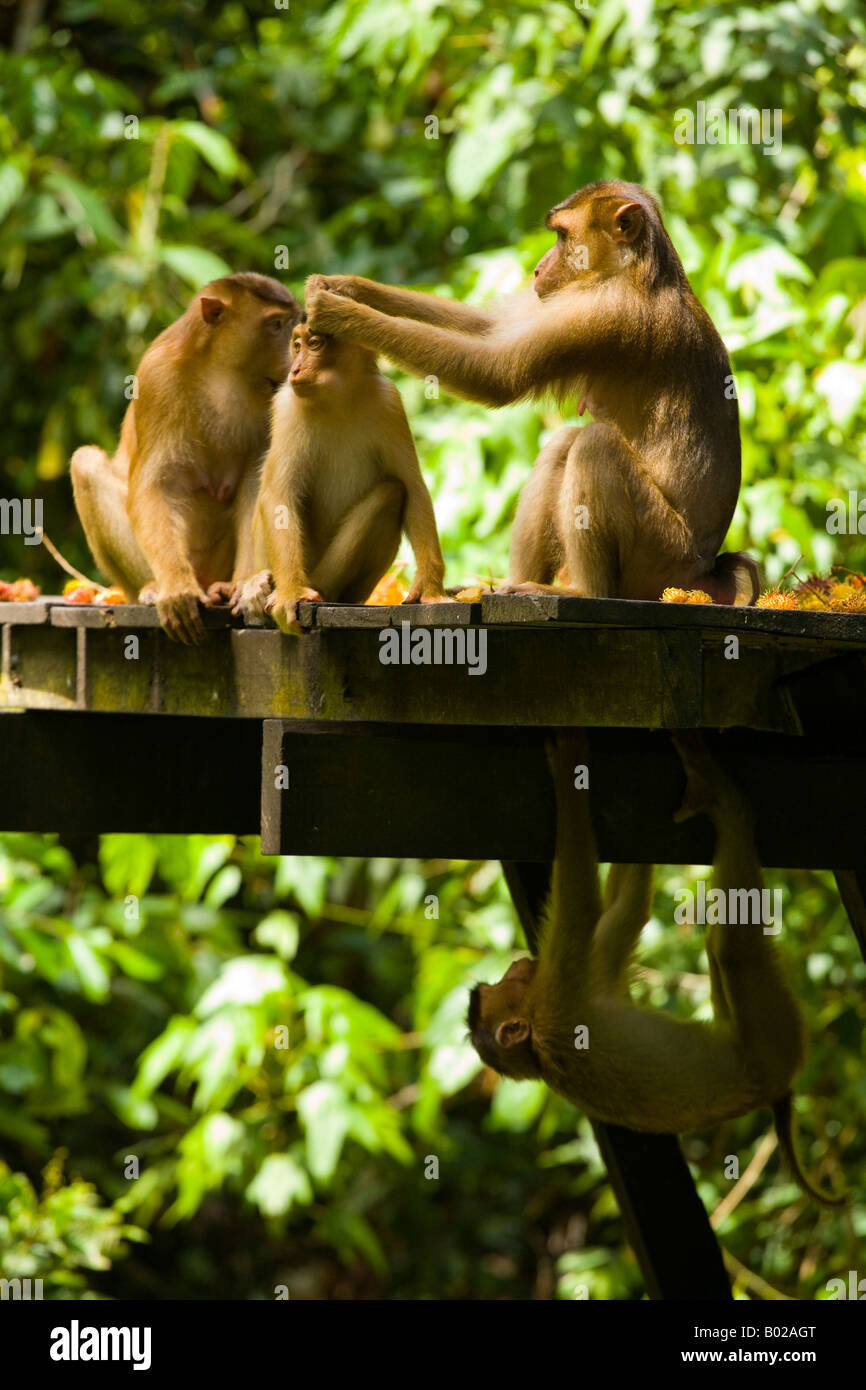 Sabah Malaysia Borneo Sepilok Group of pig tailed Macaque monkeys ...
