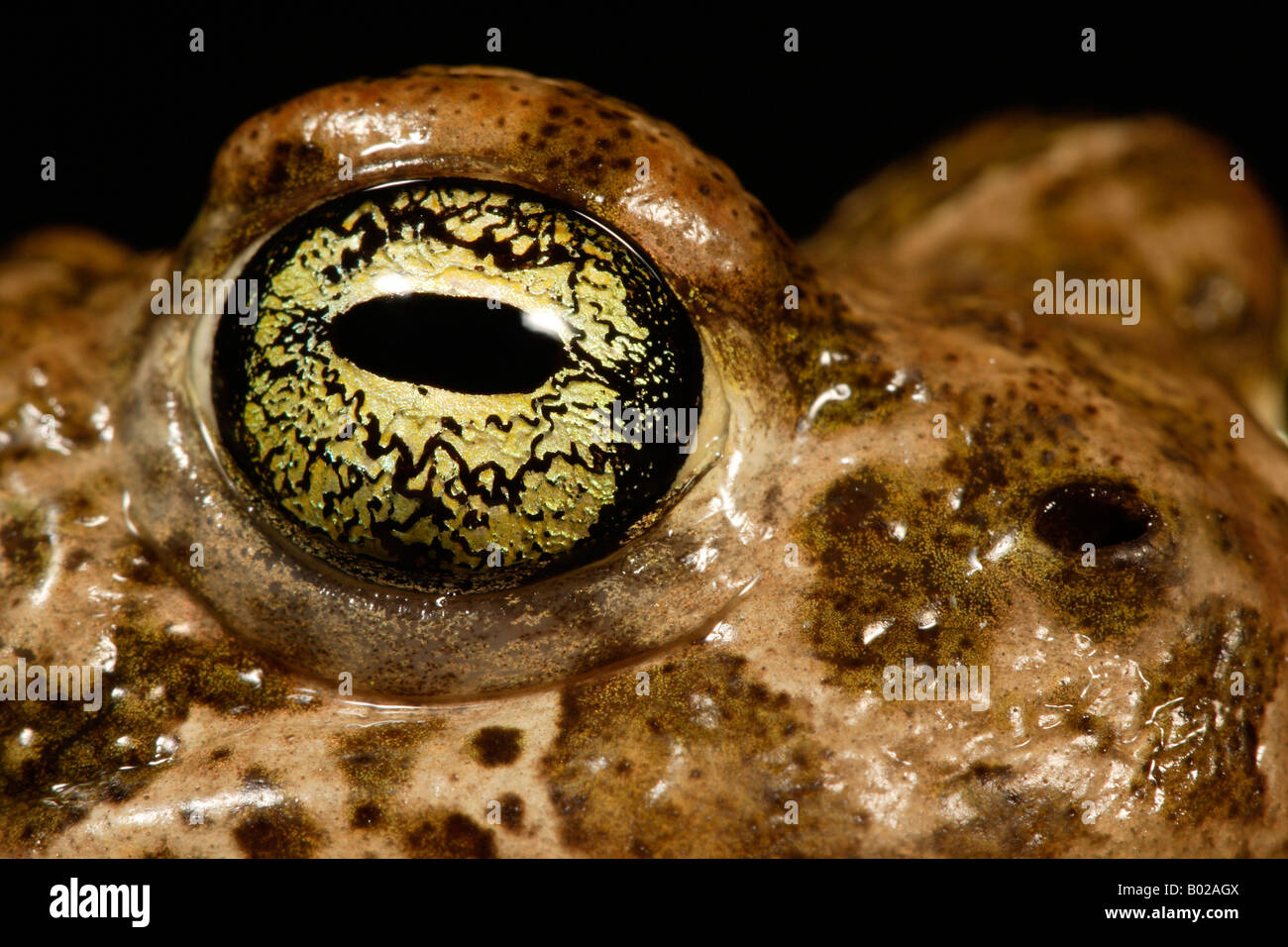 Natterjack Toad (Bufo calamita), eye Stock Photo - Alamy