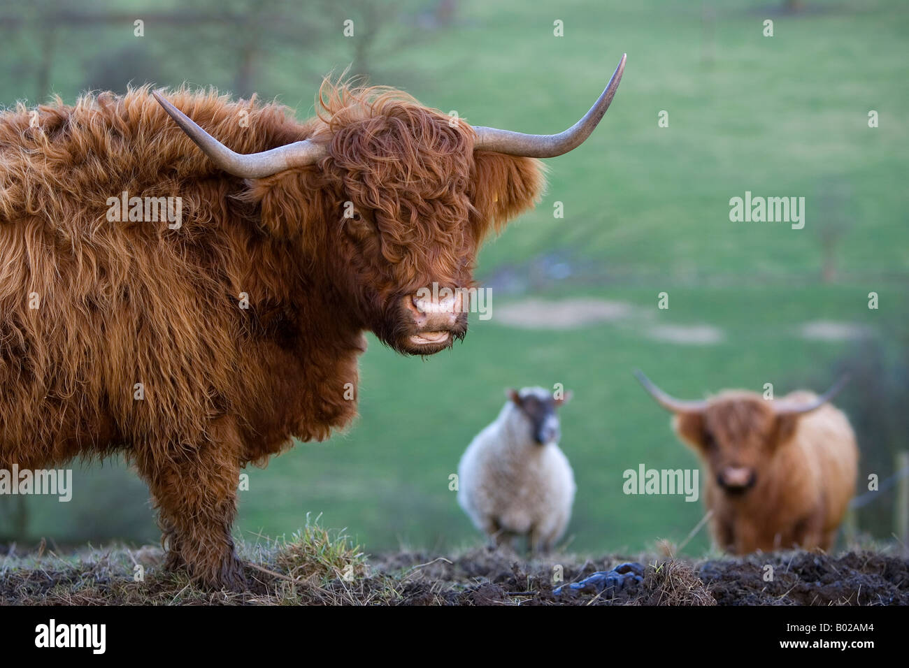 ABERDEEN ANGUS COW Stock Photo - Alamy