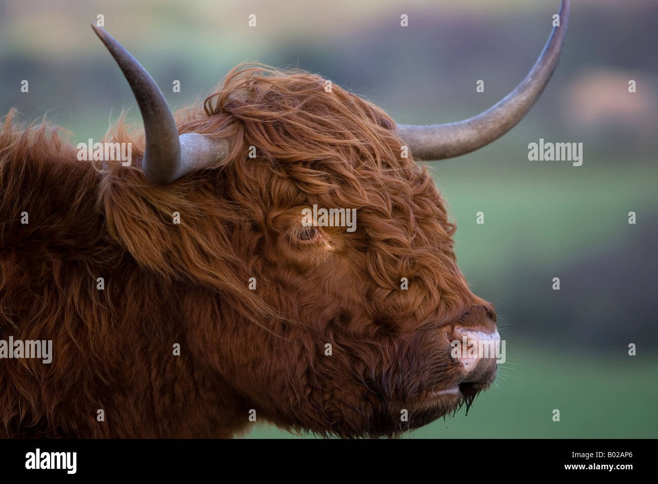 ABERDEEN ANGUS COW Stock Photo - Alamy
