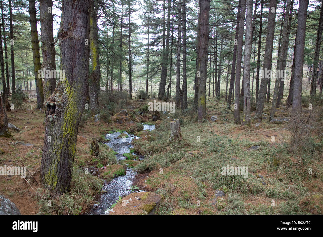 Stream in the mountain woods Stock Photo - Alamy