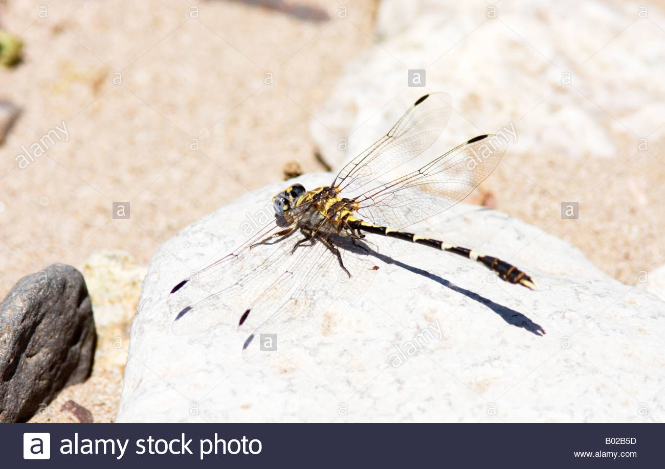 Dragonfly Clear Wings High Resolution Stock Photography and Images - Alamy
