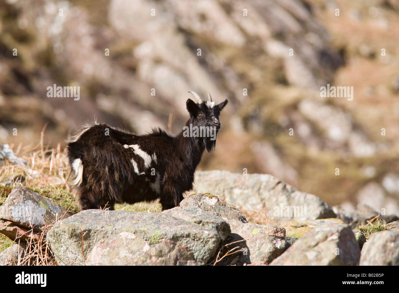 Feral goat Capra hircus on hills above Loch Linnhe West Scotland Stock ...