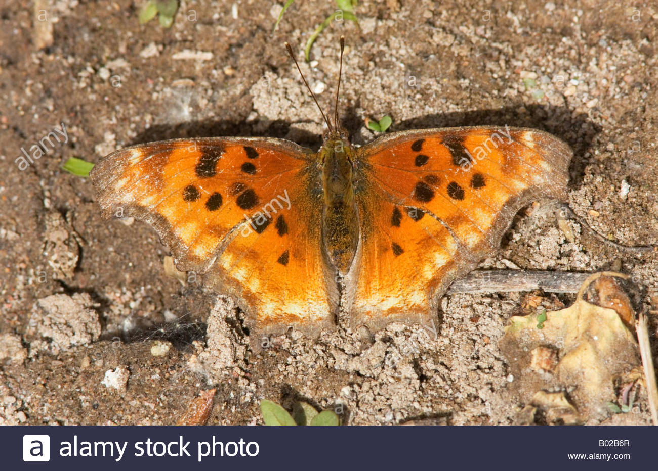 Anglewing High Resolution Stock Photography and Images - Alamy