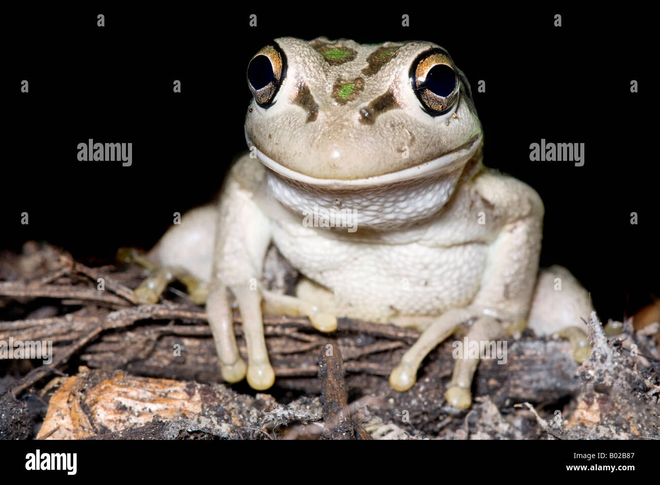 A close up of a motorbike frog (litoria moorei) on the ground at night ...