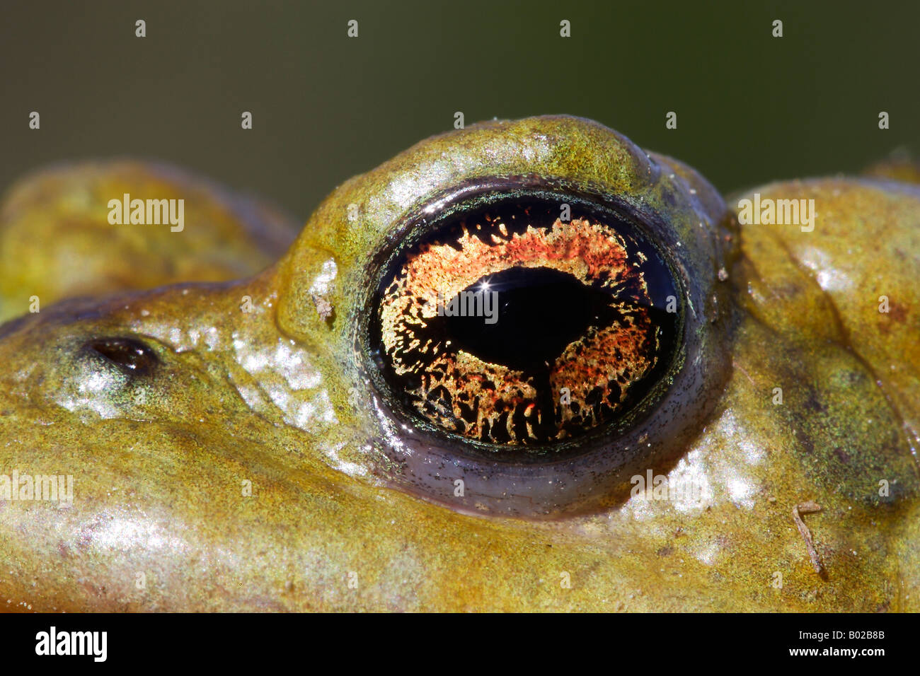 Common Toad (Bufo bufo), eye Stock Photo - Alamy